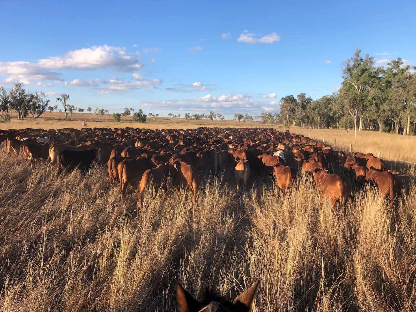 CJ & JR Hicks - AGDATA Australia