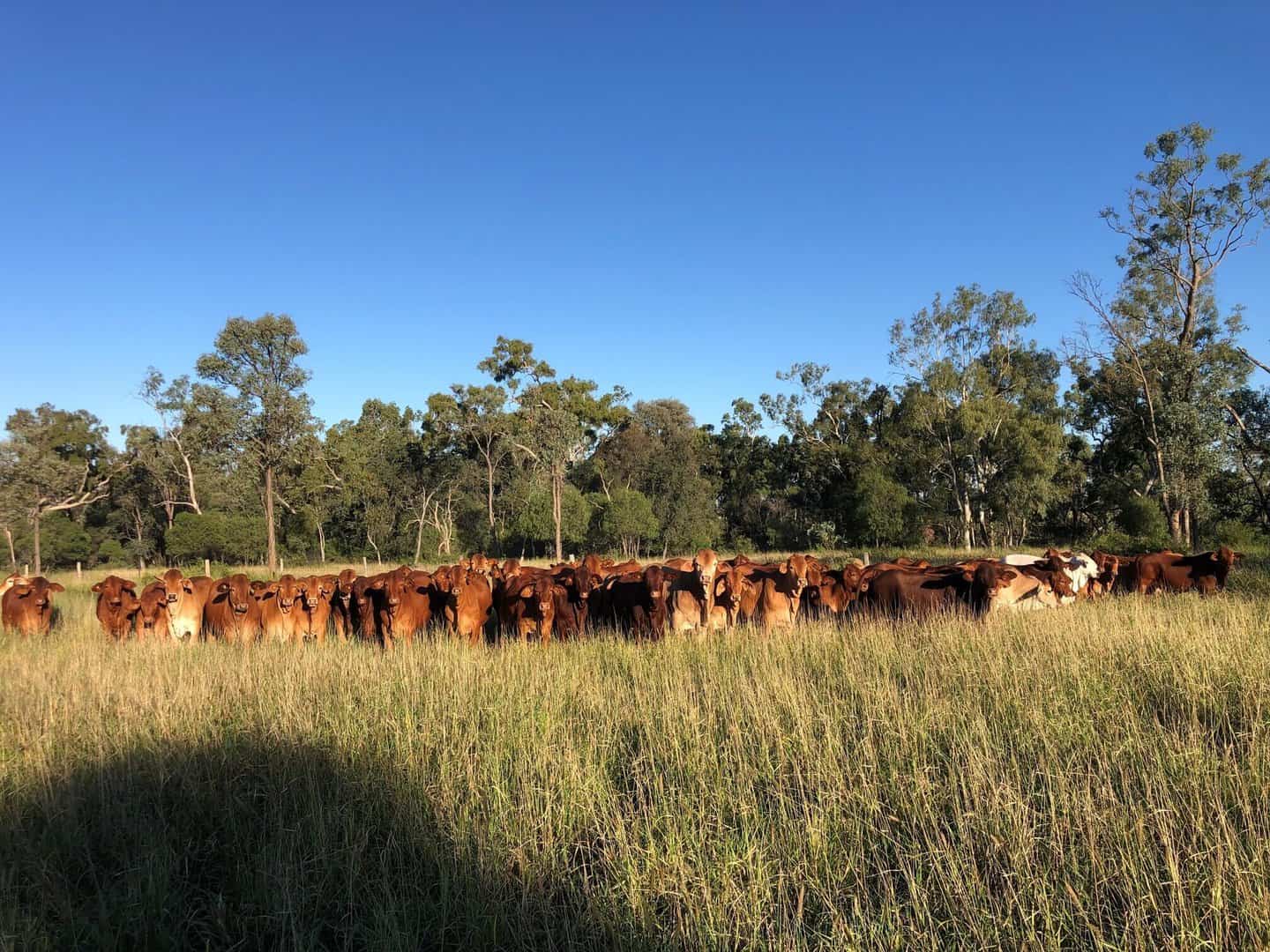 CJ & JR Hicks - AGDATA Australia