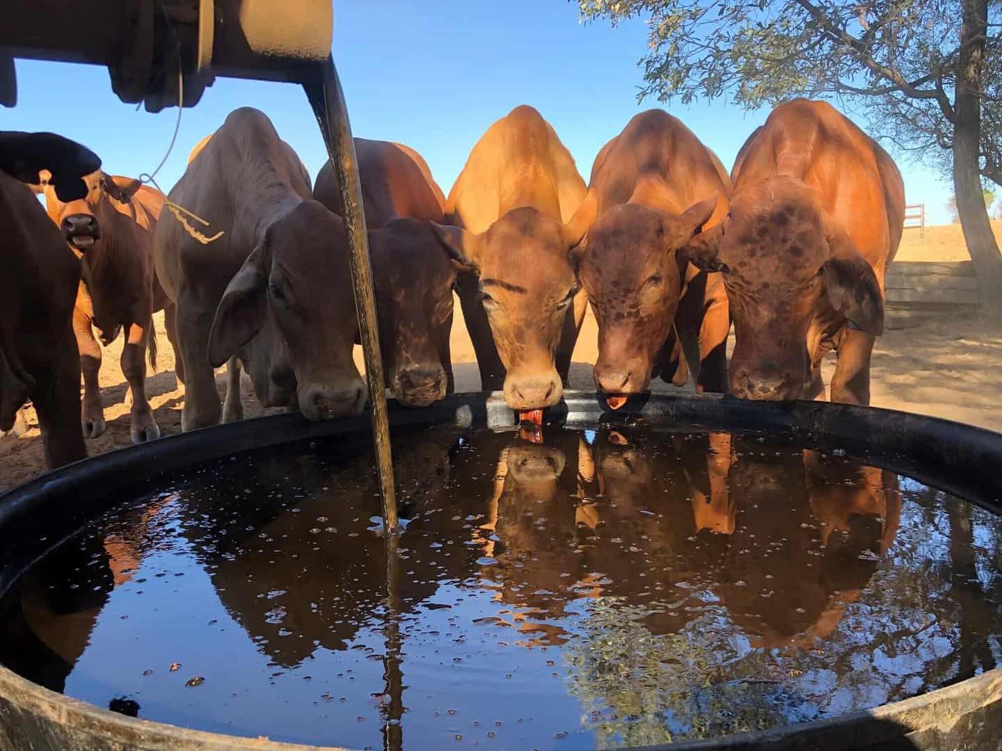 CJ & JR Hicks - AGDATA Australia