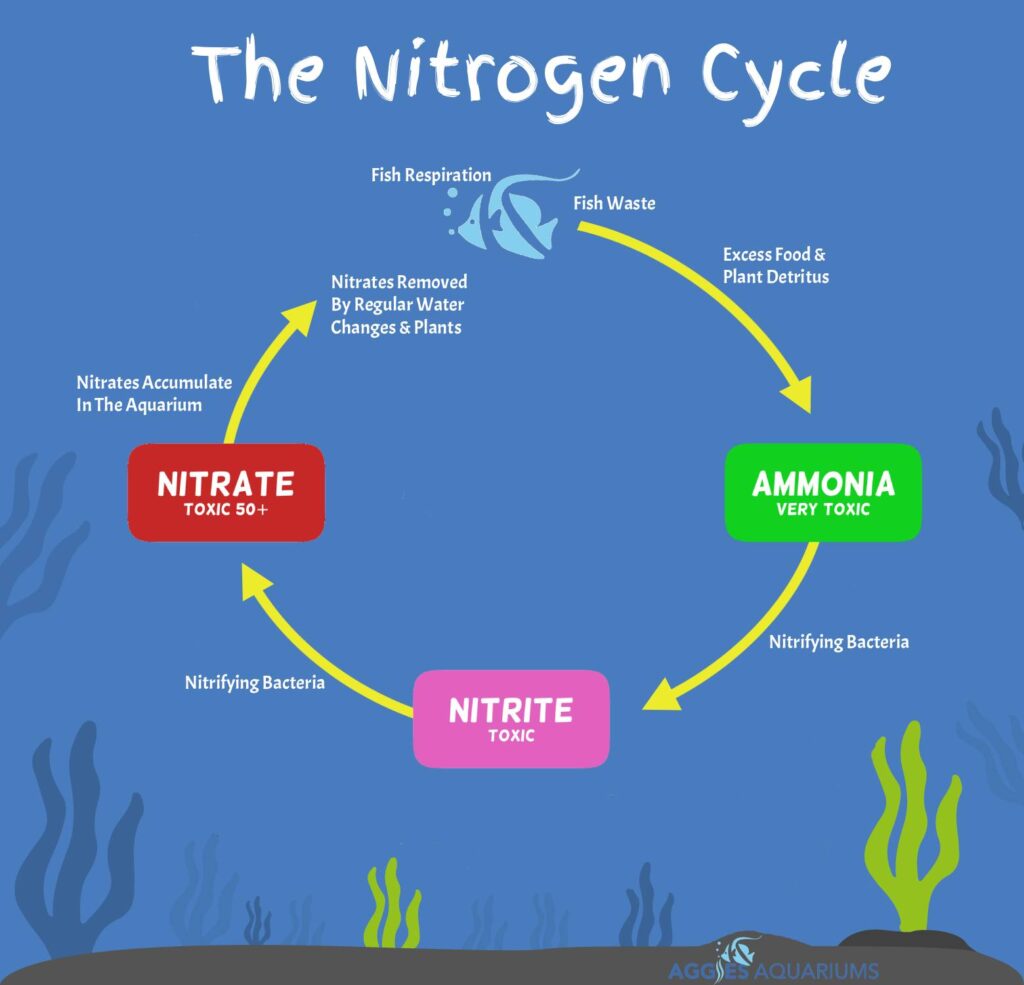 Cycling Your Aquarium ( The Nitrogen Cycle ) – Aggies Aquariums