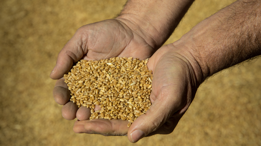 How To Improve Grain Storage (And The One Thing Some Forget) - AW Vater ...