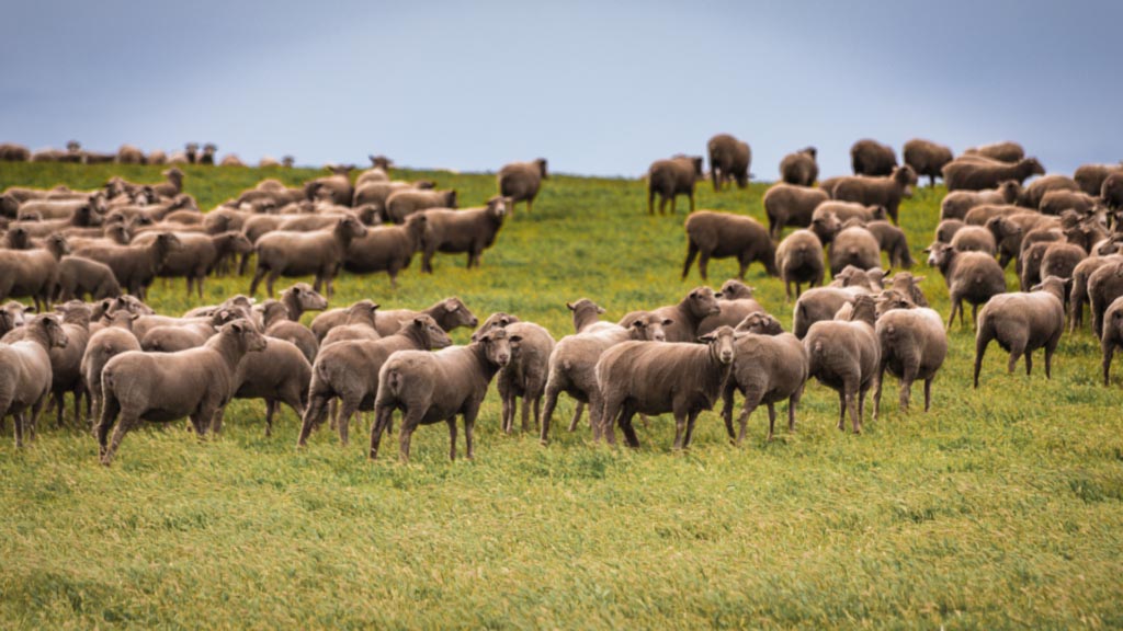 Pasture Renovation: Why You Might Want To Consider It - AW Vater & Co
