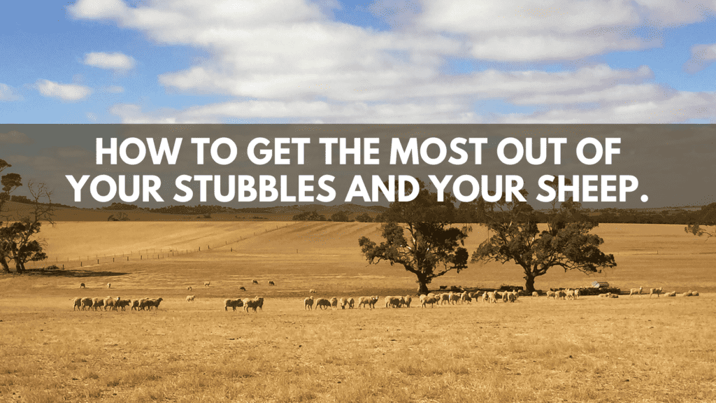 How To Get The Most Out Of Your Stubbles And Your Sheep. - AW Vater & Co