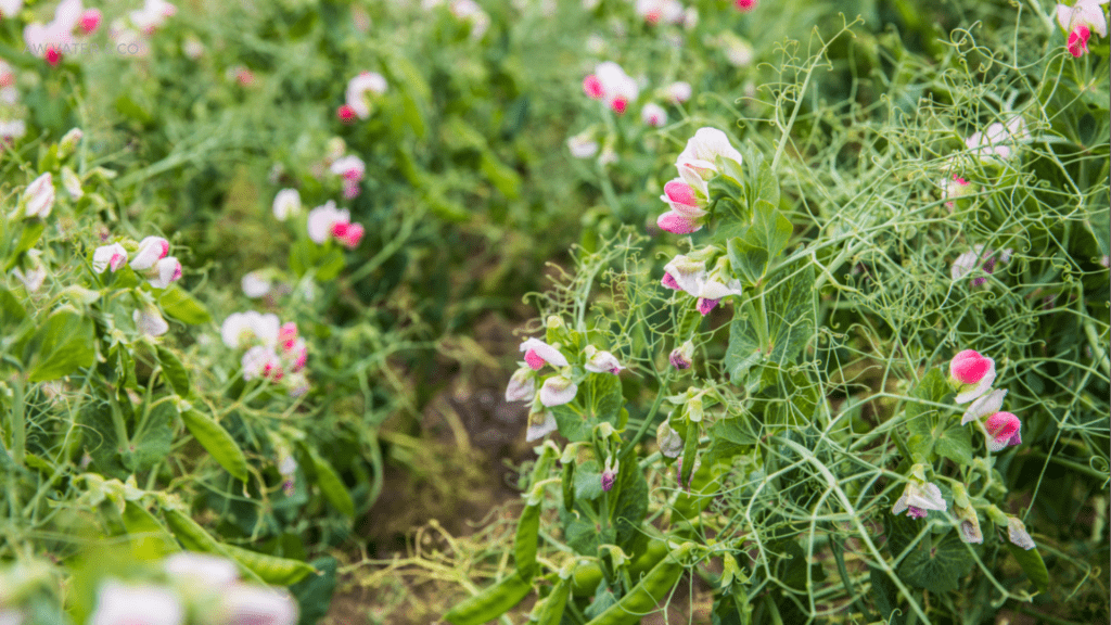 IMI Pea Varieties - AW Vater & Co