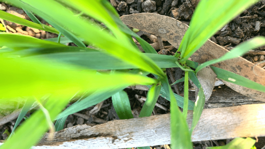 Identifying Insect Damage - AW Vater & Co