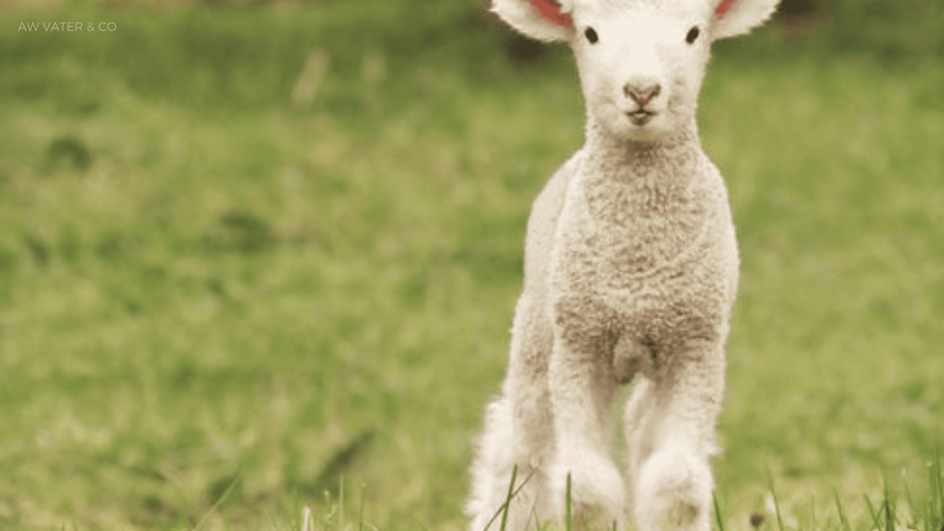 How The New Definition Of Lamb Will Affect You - AW Vater & Co