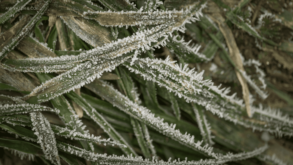 Frost: How, Why & What To Do About It - AW Vater & Co