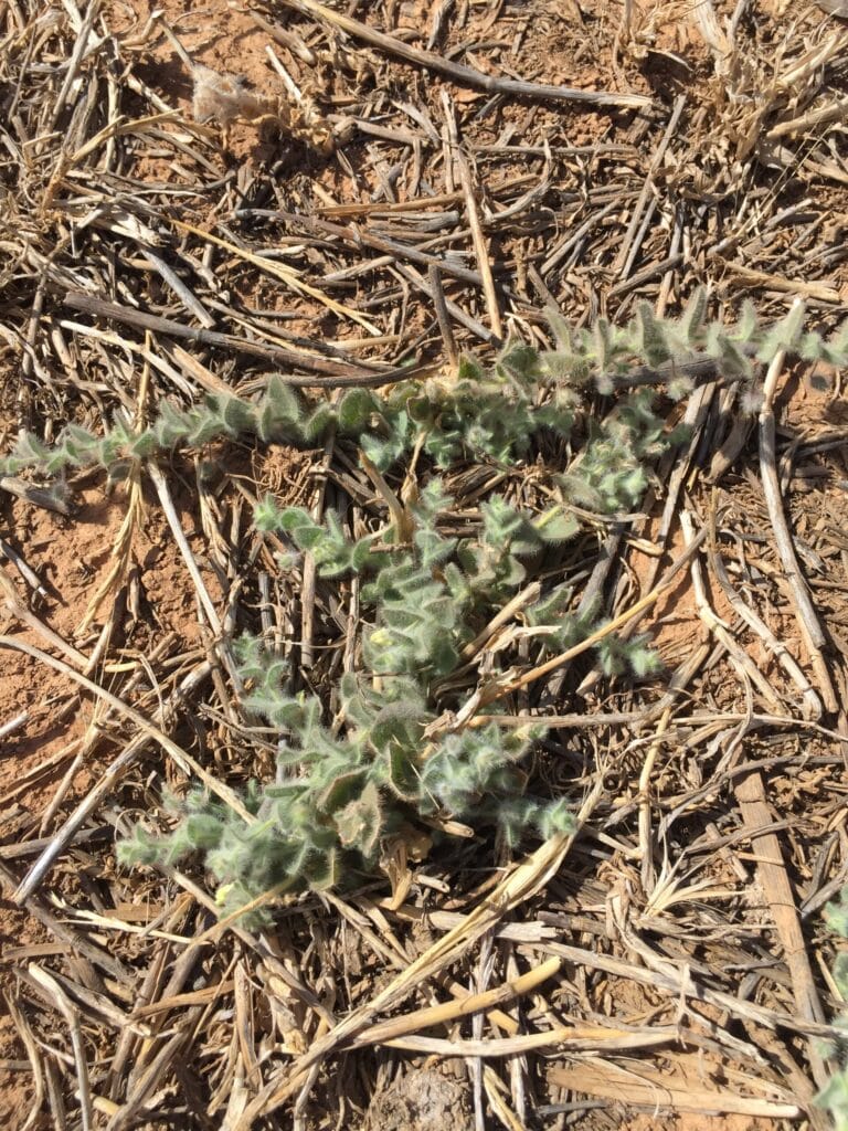 15 Pesky Summer Weeds and How To Control Them. - AW Vater & Co