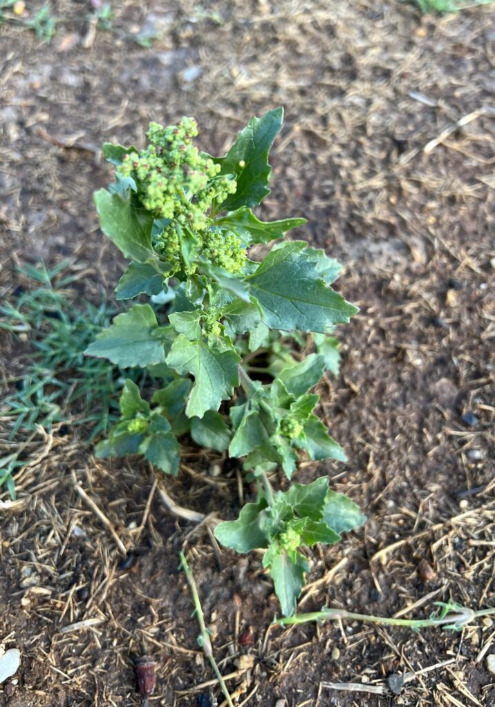 15 Pesky Summer Weeds and How To Control Them. - AW Vater & Co