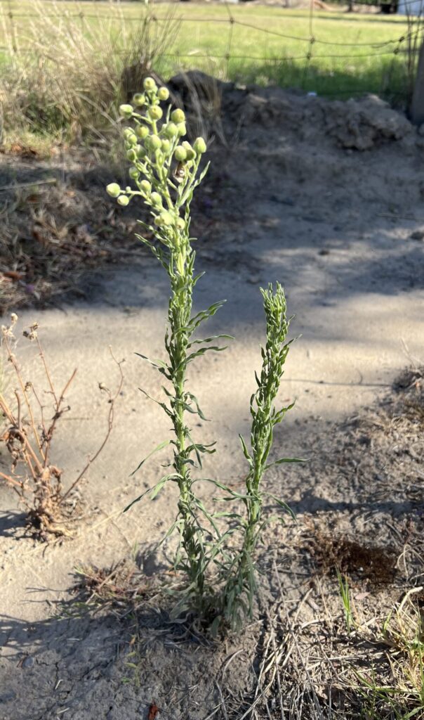 15 Pesky Summer Weeds and How To Control Them. - AW Vater & Co