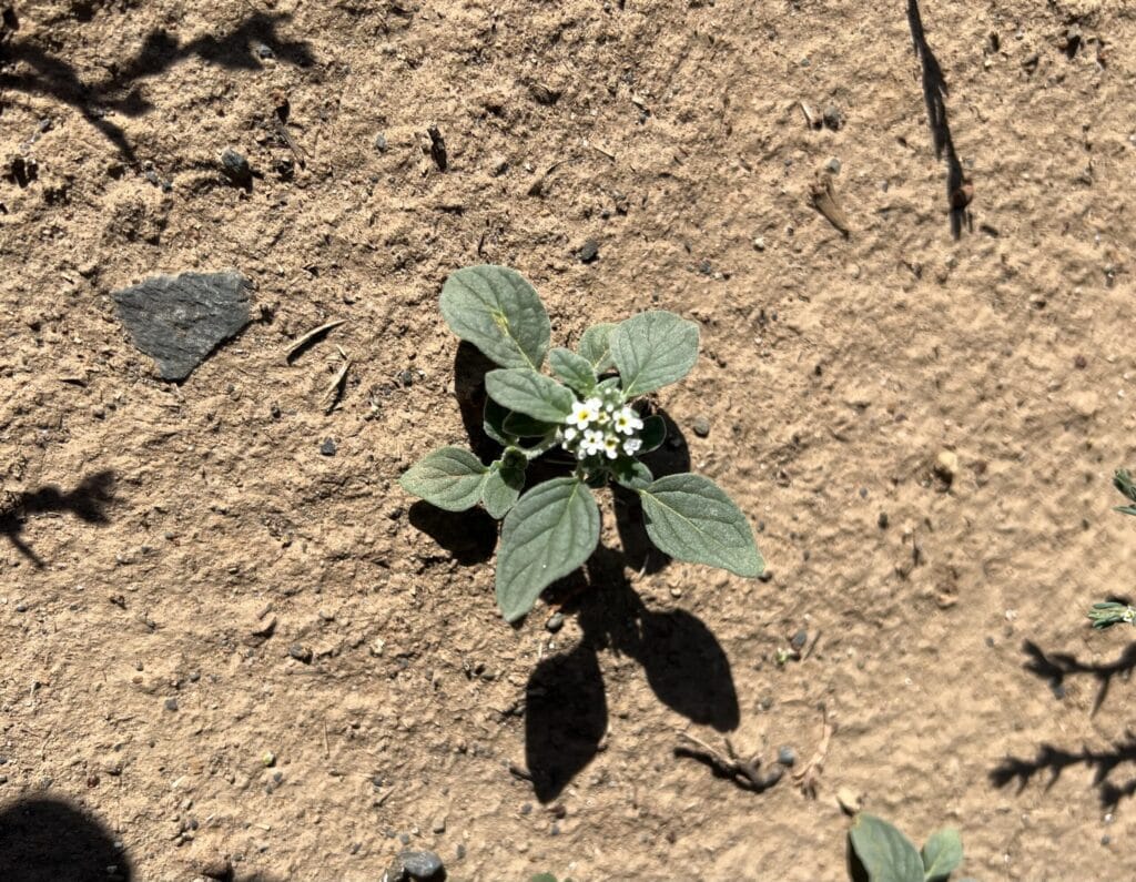 15 Pesky Summer Weeds and How To Control Them. - AW Vater & Co