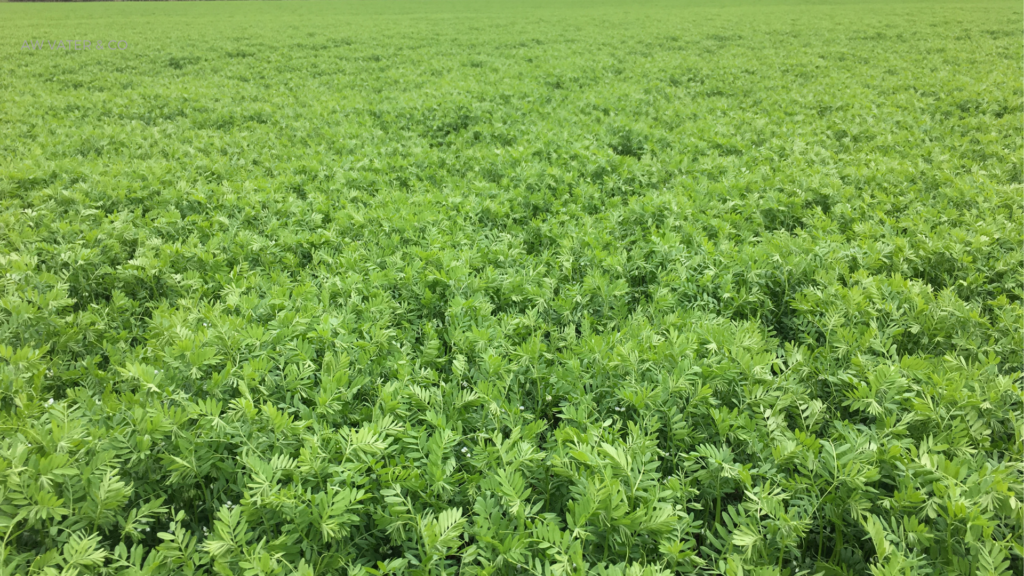 Lentil Growers Get Excited! There Are 4 New Imi-Lentil Varieties On The ...
