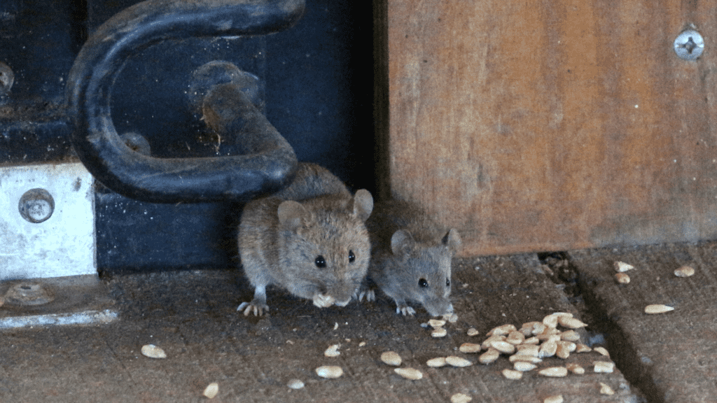 What Mouse Bait Should You Use? - AW Vater & Co