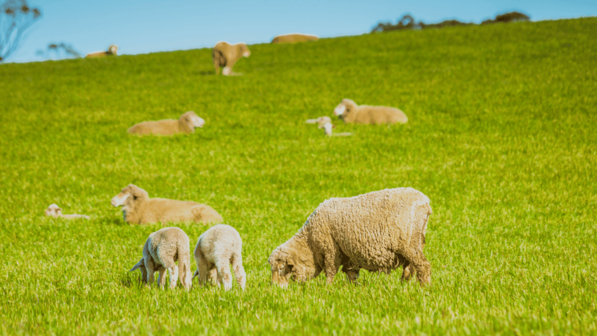 What You Can Do To Maximise Lamb Survival. - AW Vater & Co