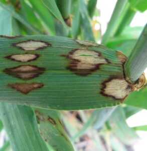 2022 Disease And Fungicide Review - AW Vater & Co