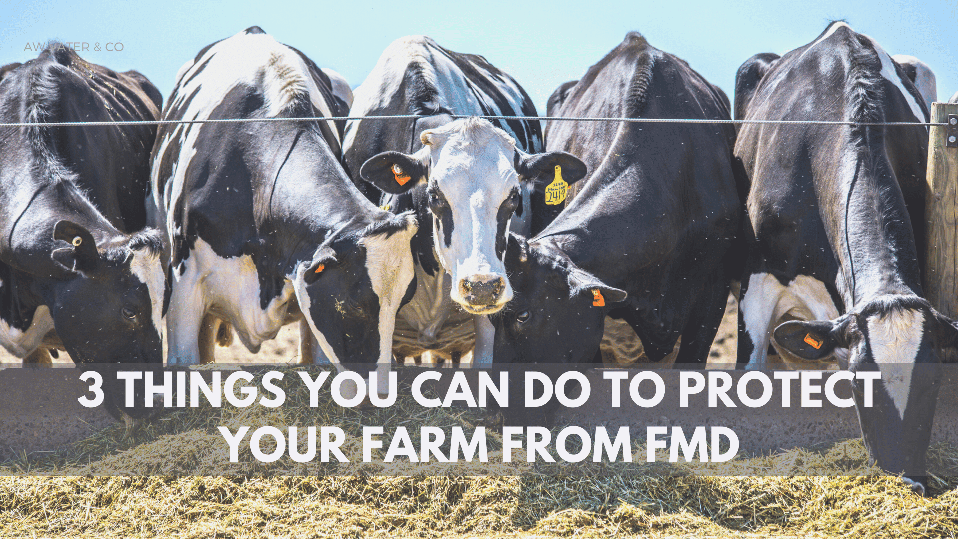 3 Things You Can Do To Protect Your Farm From FMD - AW Vater & Co