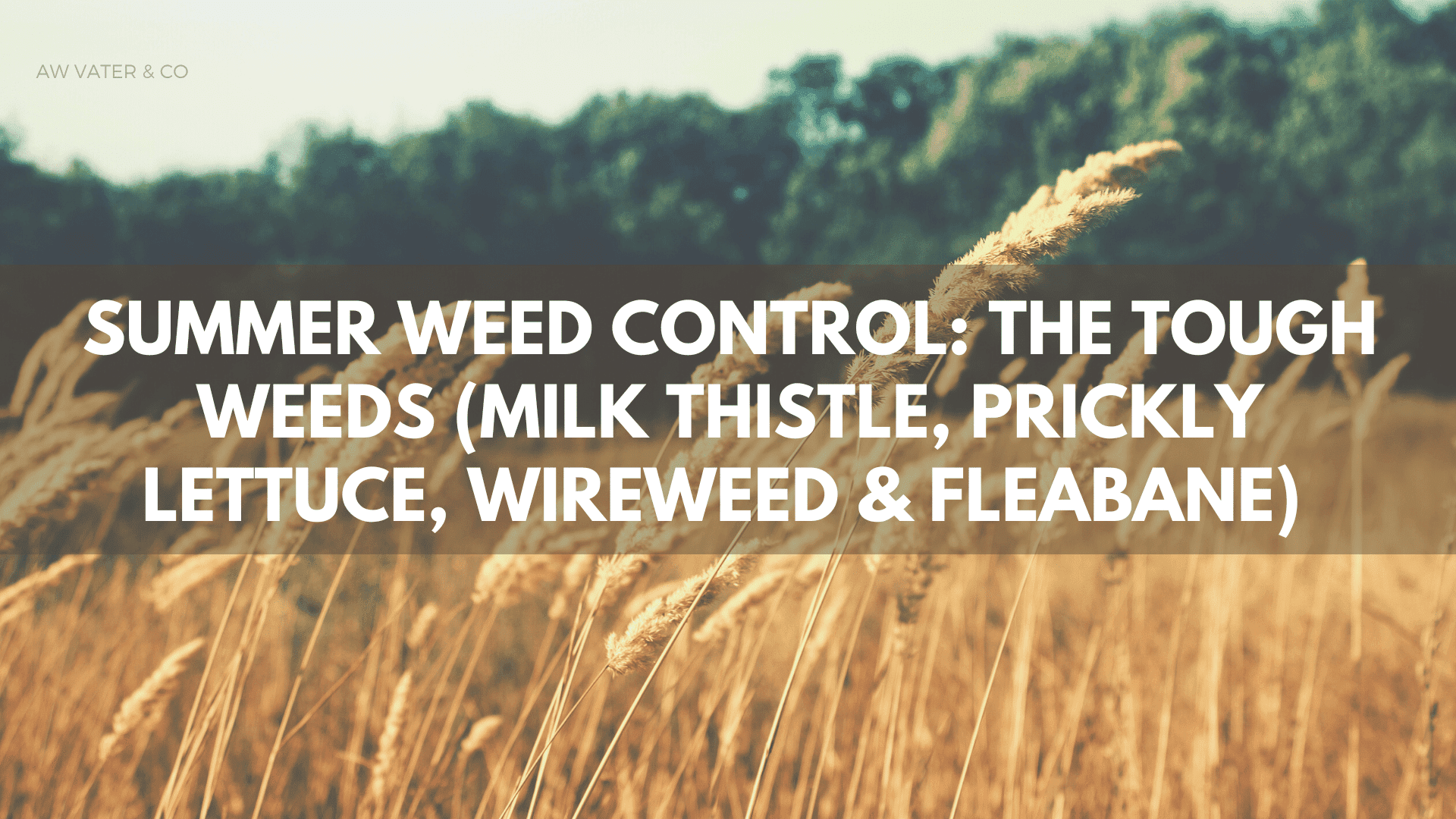 Summer Weed Control: The Tough Weeds (Milk Thistle, Prickly Lettuce ...