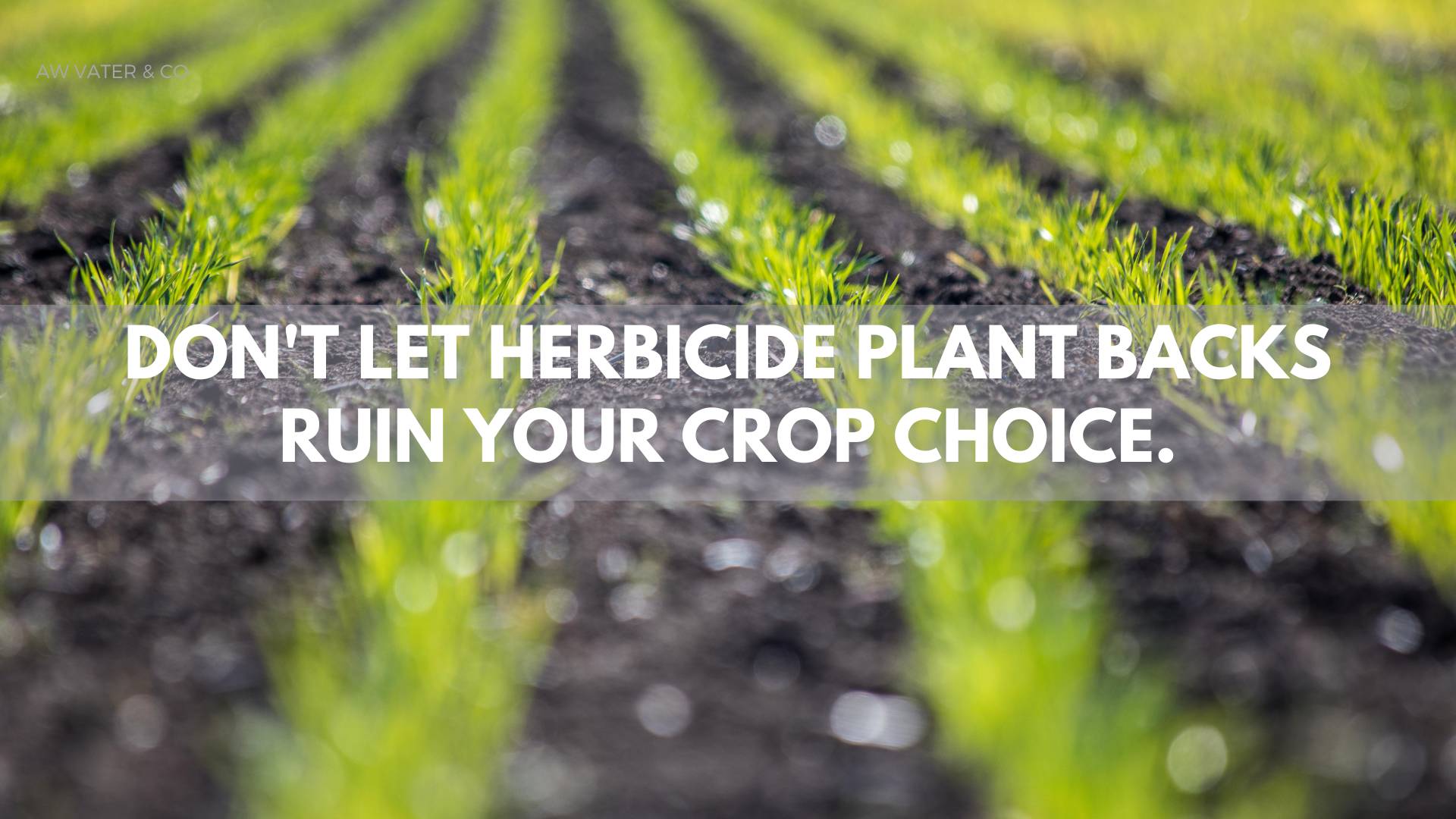 Don't Let Herbicide Plant Backs Ruin Your Crop Choice. - AW Vater & Co