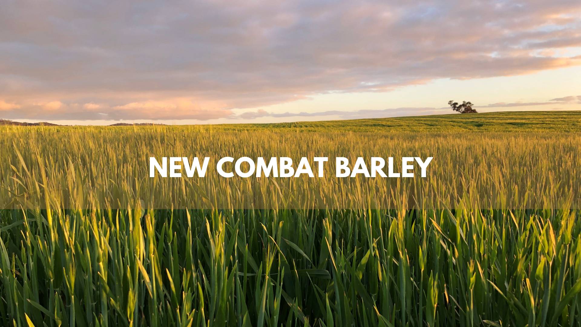 New: Combat Barley - AW Vater & Co