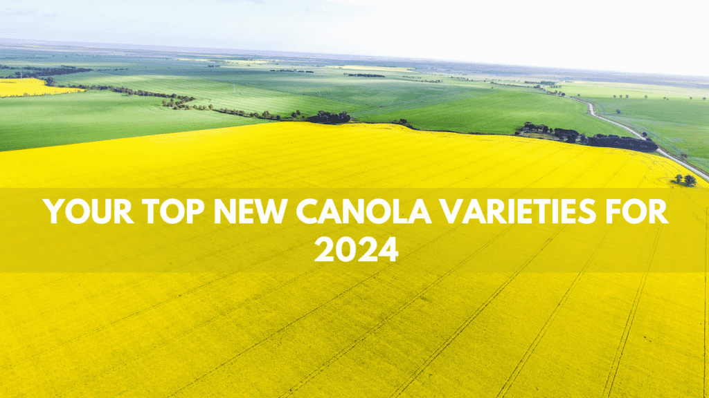 Your Top New Canola Varieties For 2024 - AW Vater & Co
