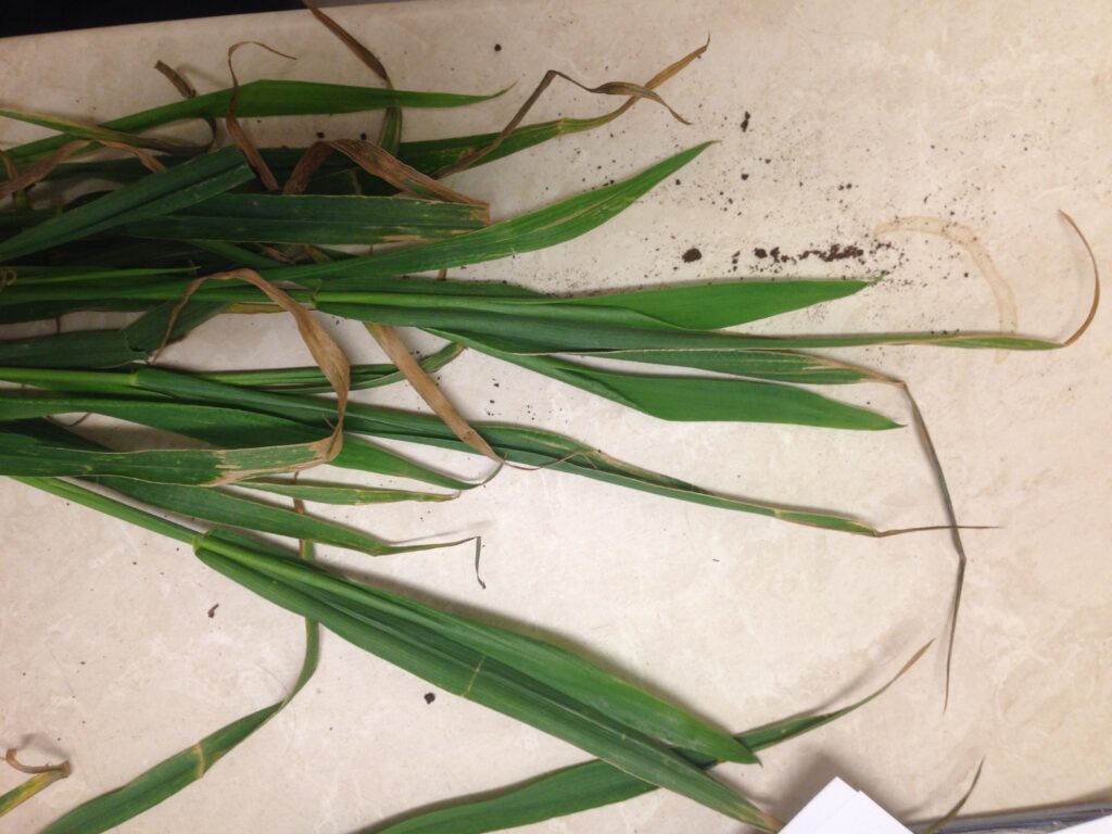 Nutrient Deficiencies: What To Look For And Why Tissue Testing Is A ...