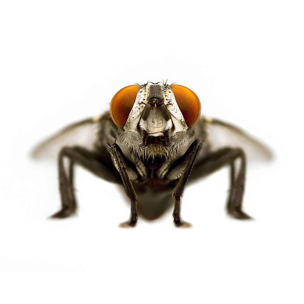 Big Head Fly Swat - Brunnings