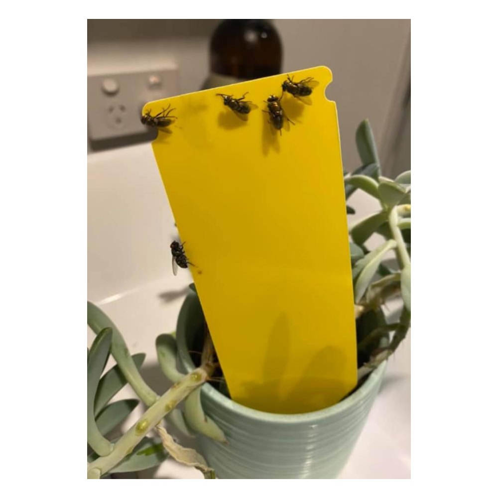 Mini Insect Indoor Pot Traps - 5 Pack - Brunnings