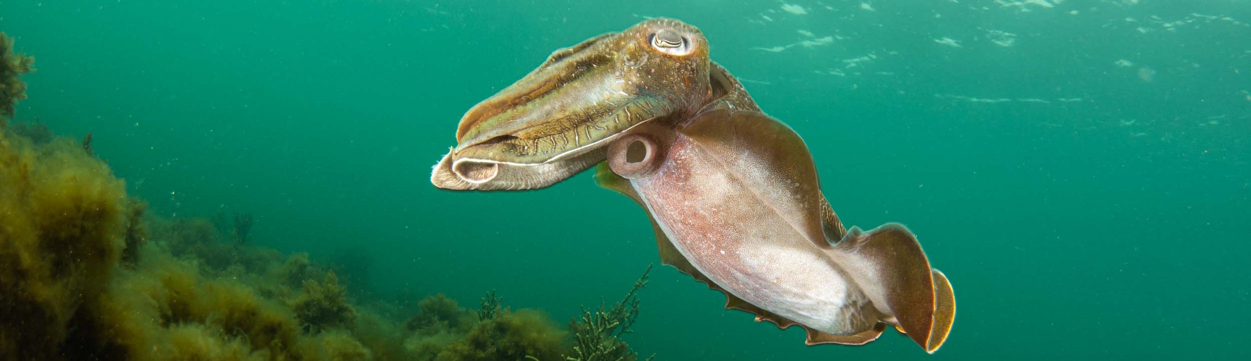 Whyalla cuttlefish, June 2025 - Coastal Waters Dive Club