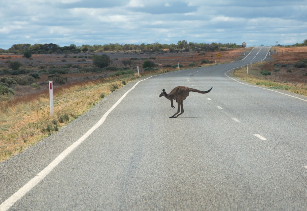 Kangaroo Road Accidents On The Rise - Eblen Collison Repairs