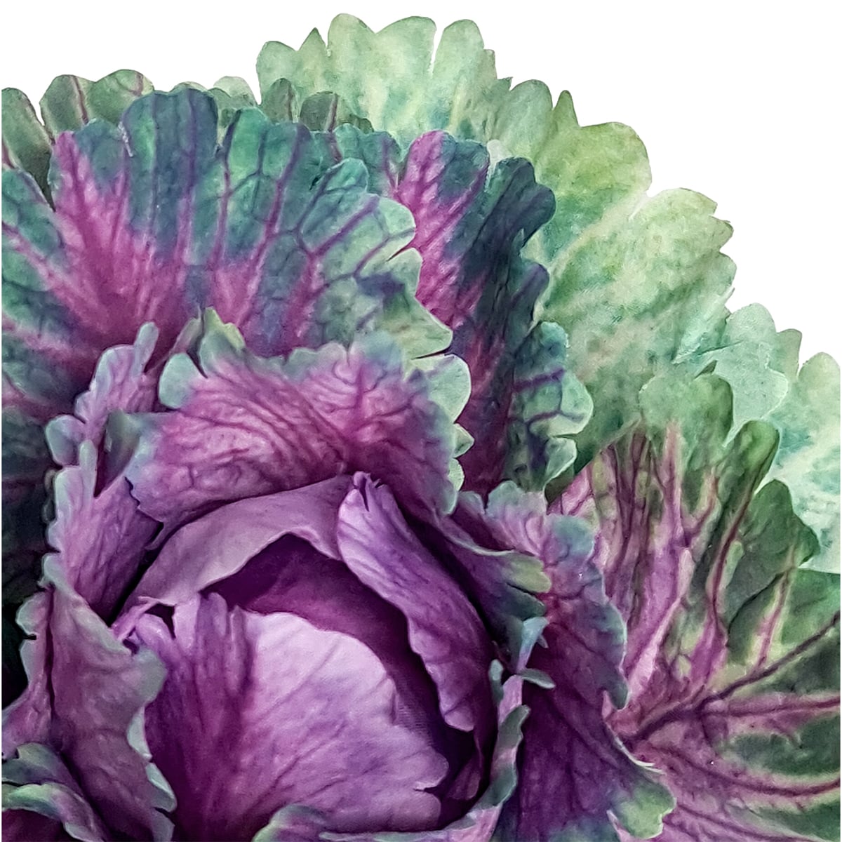 Artificial Kale Stem - 50cmL / Purple/Green - Floral Craft
