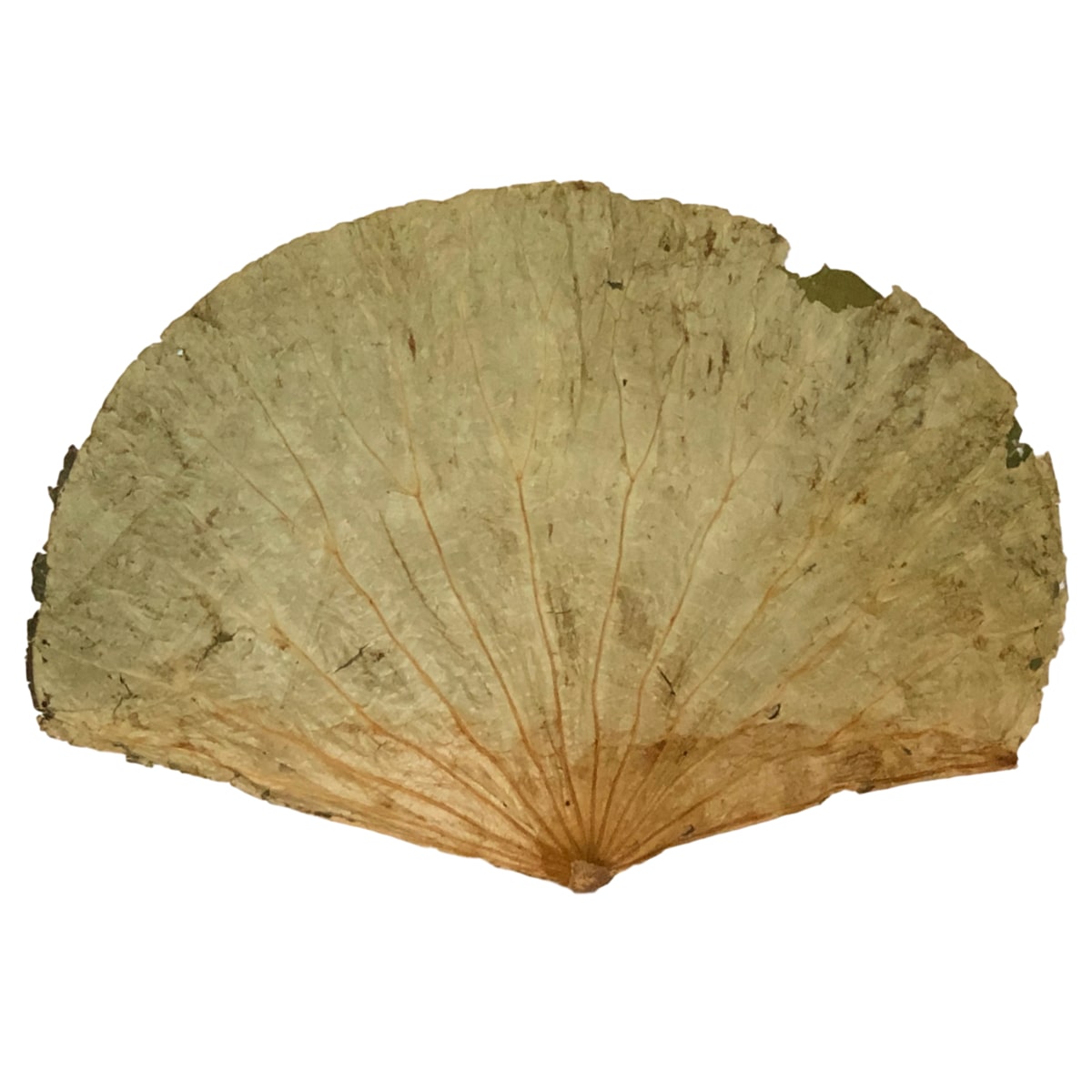 Natural Dried Lotus Leaf x 1kg Pack - Floral Craft