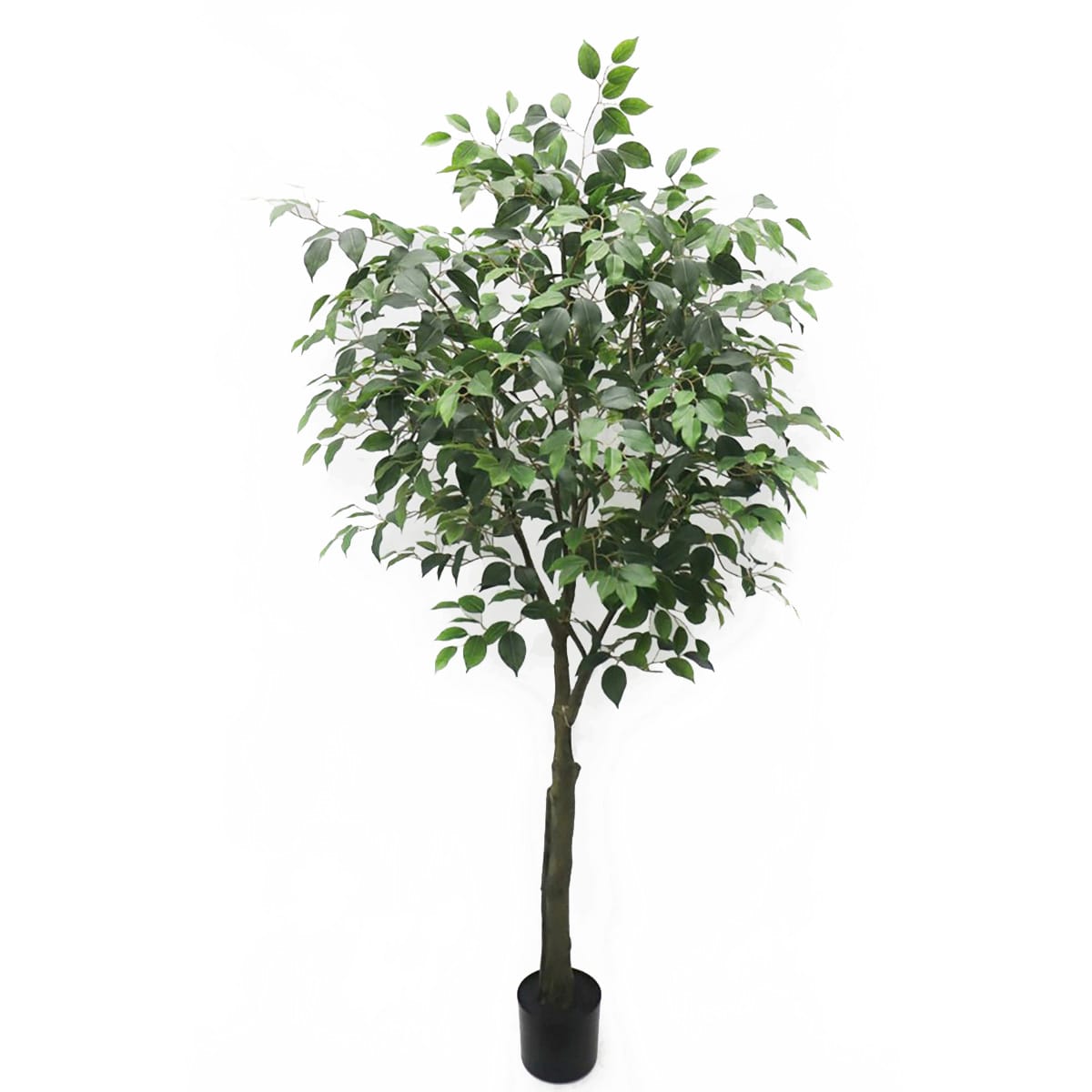 Potted Ficus Tree - 180cmH - Floral Craft