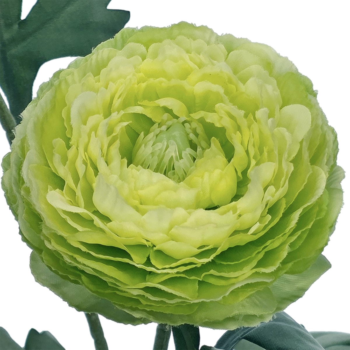 Ranunculus Spray - 60cmL / Green - Floral Craft
