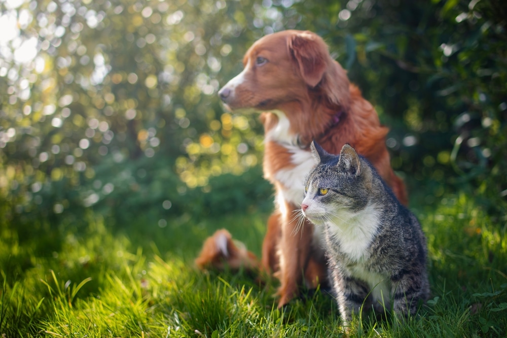 Scientific studies have now demonstrated DNA transfer by dogs and cats ...