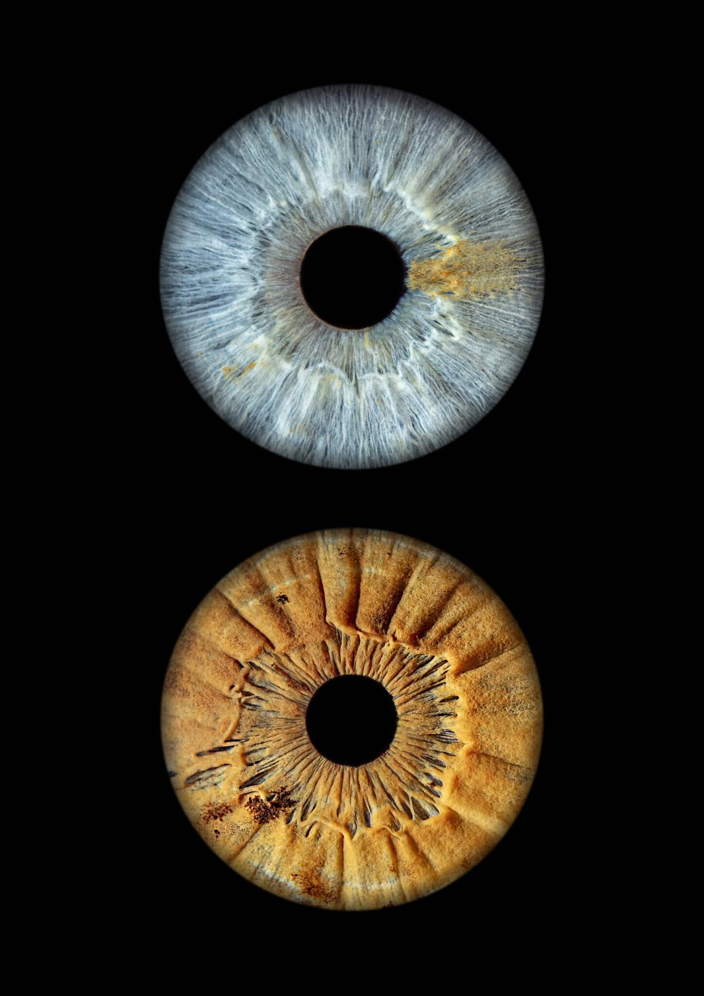 Double Iris Print - Iris Photo