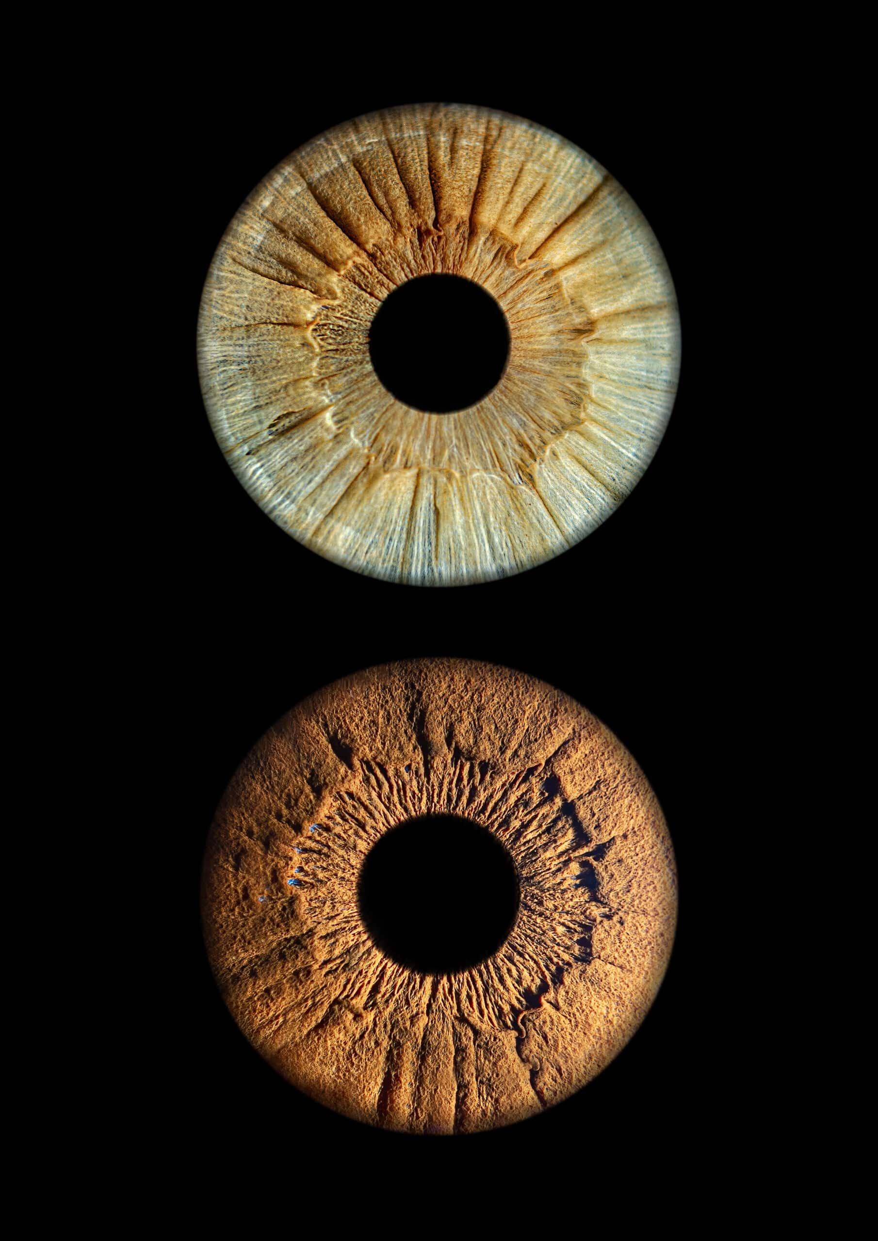 Double Iris Print - Iris Photo