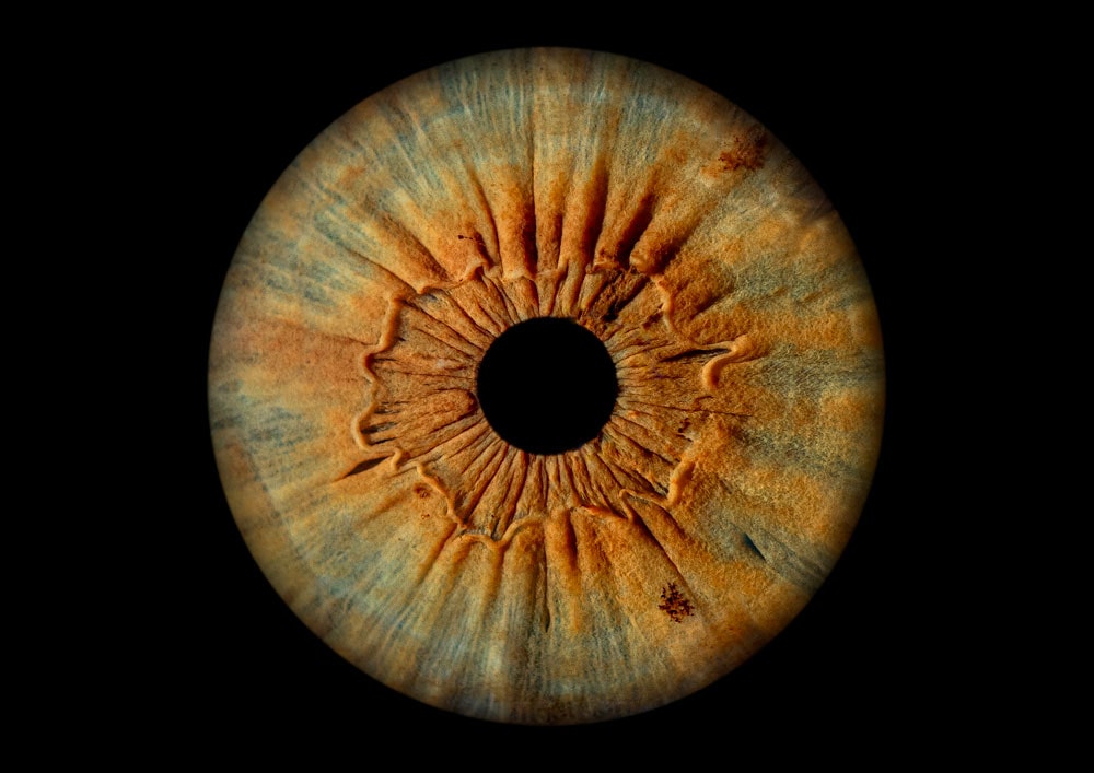 Gallery - Iris Photo