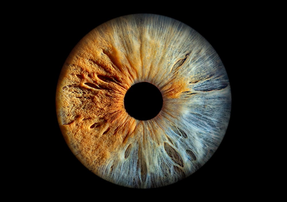 Gallery - Iris Photo