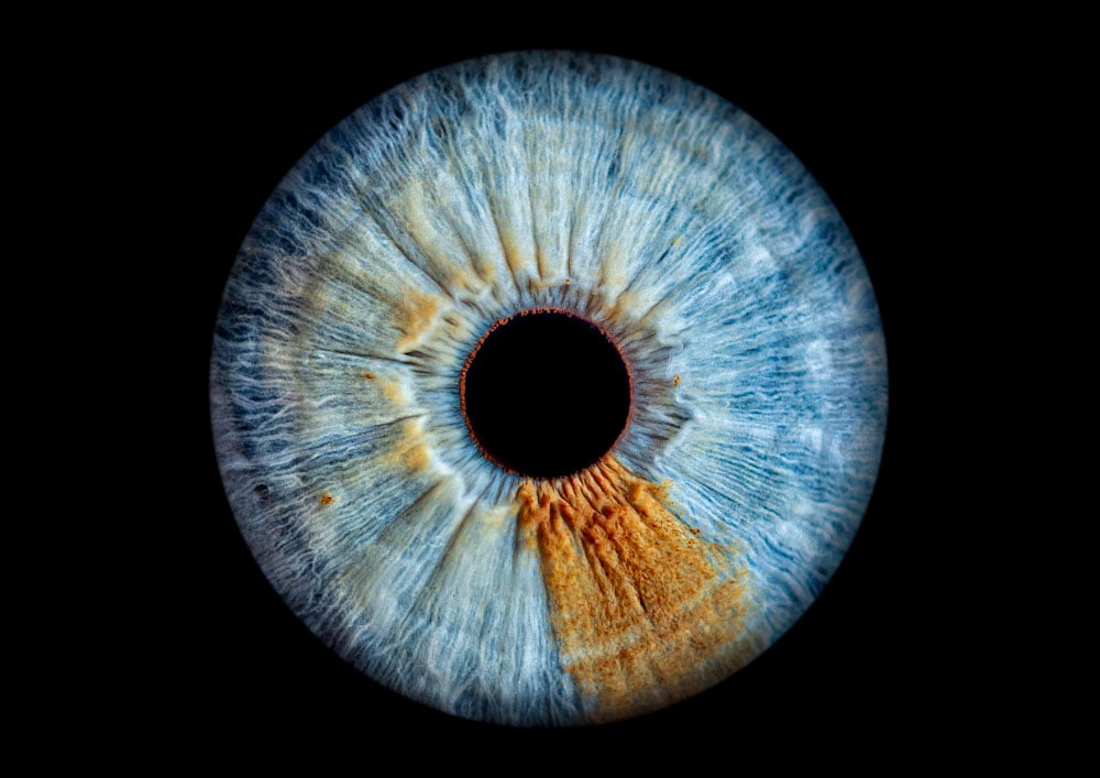 Gallery - Iris Photo
