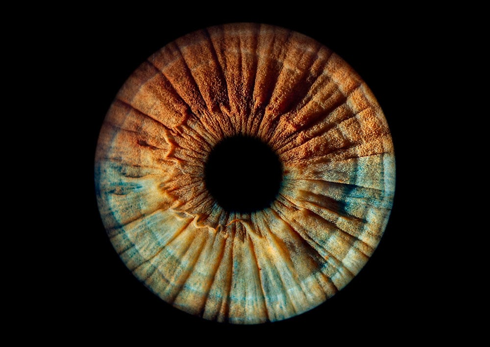 Gallery - Iris Photo