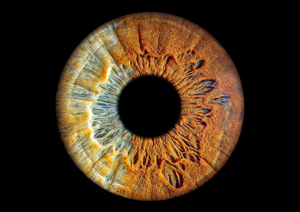 Gallery - Iris Photo