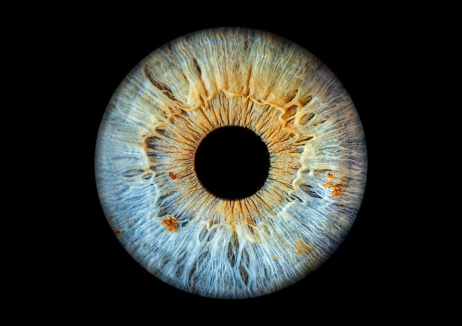 Gallery - Iris Photo