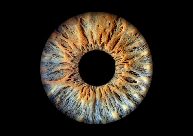 Gallery - Iris Photo