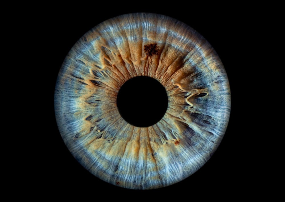 Gallery - Iris Photo