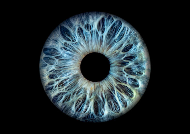 Gallery - Iris Photo
