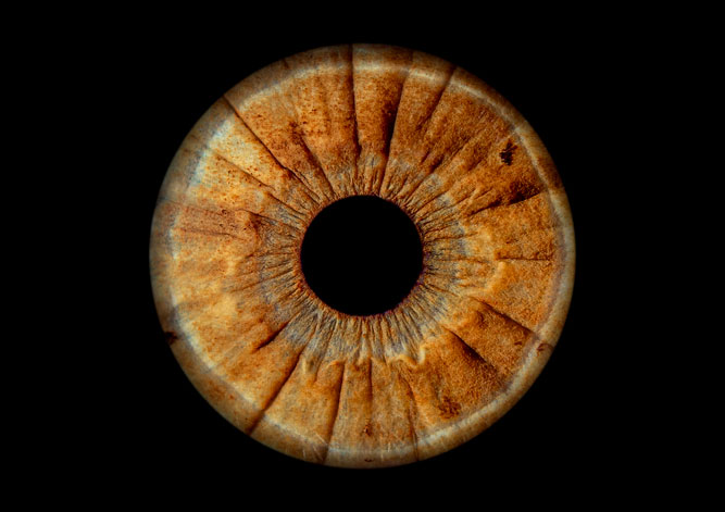 Gallery - Iris Photo