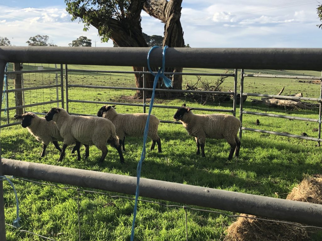 How we Farm - Jagged Crow Farm