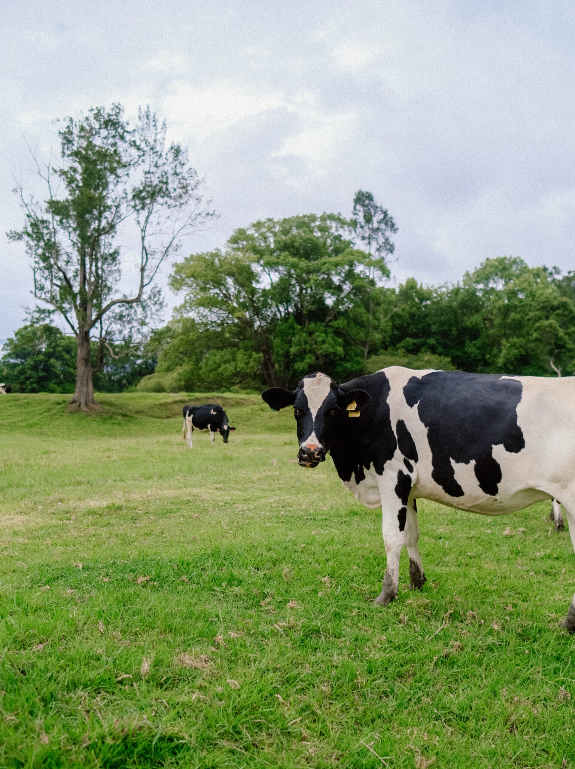 Dairy Cows Milk Boob To Food