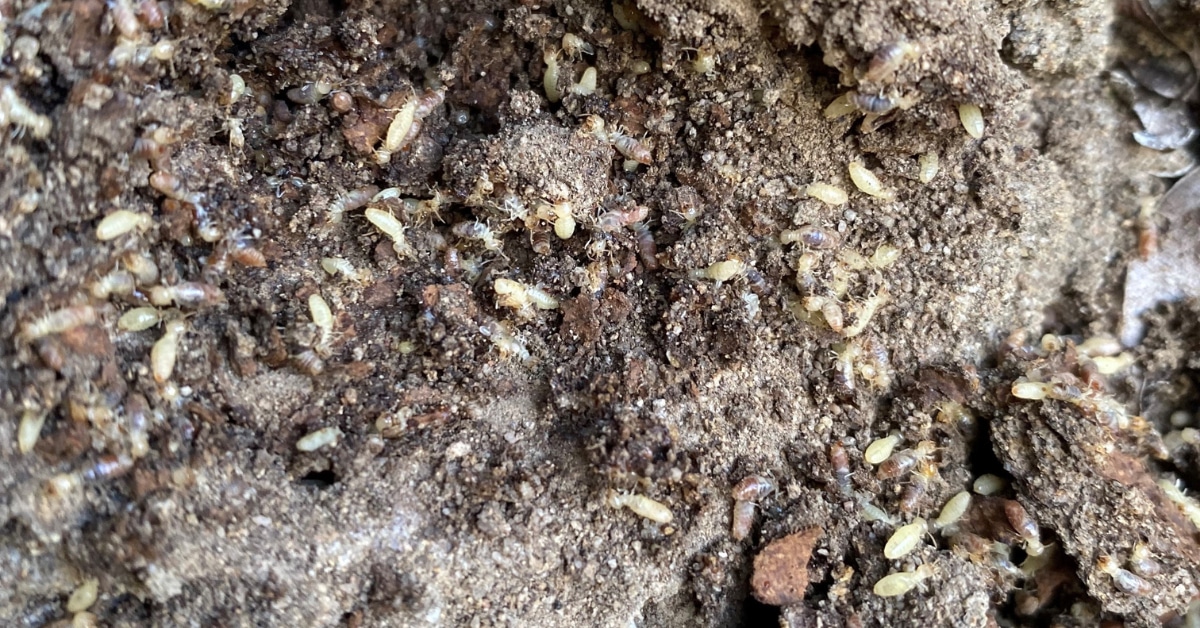 How does thermal imaging for termites work? - Local Building & Pest ...