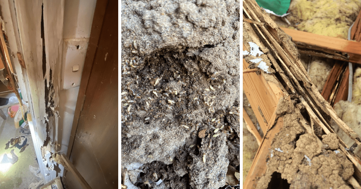 What to look for in a building and pest inspection report - Local ...